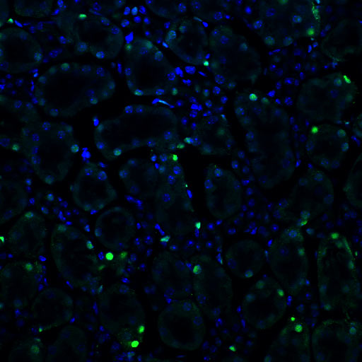 Kidney - Conrad Laboratory