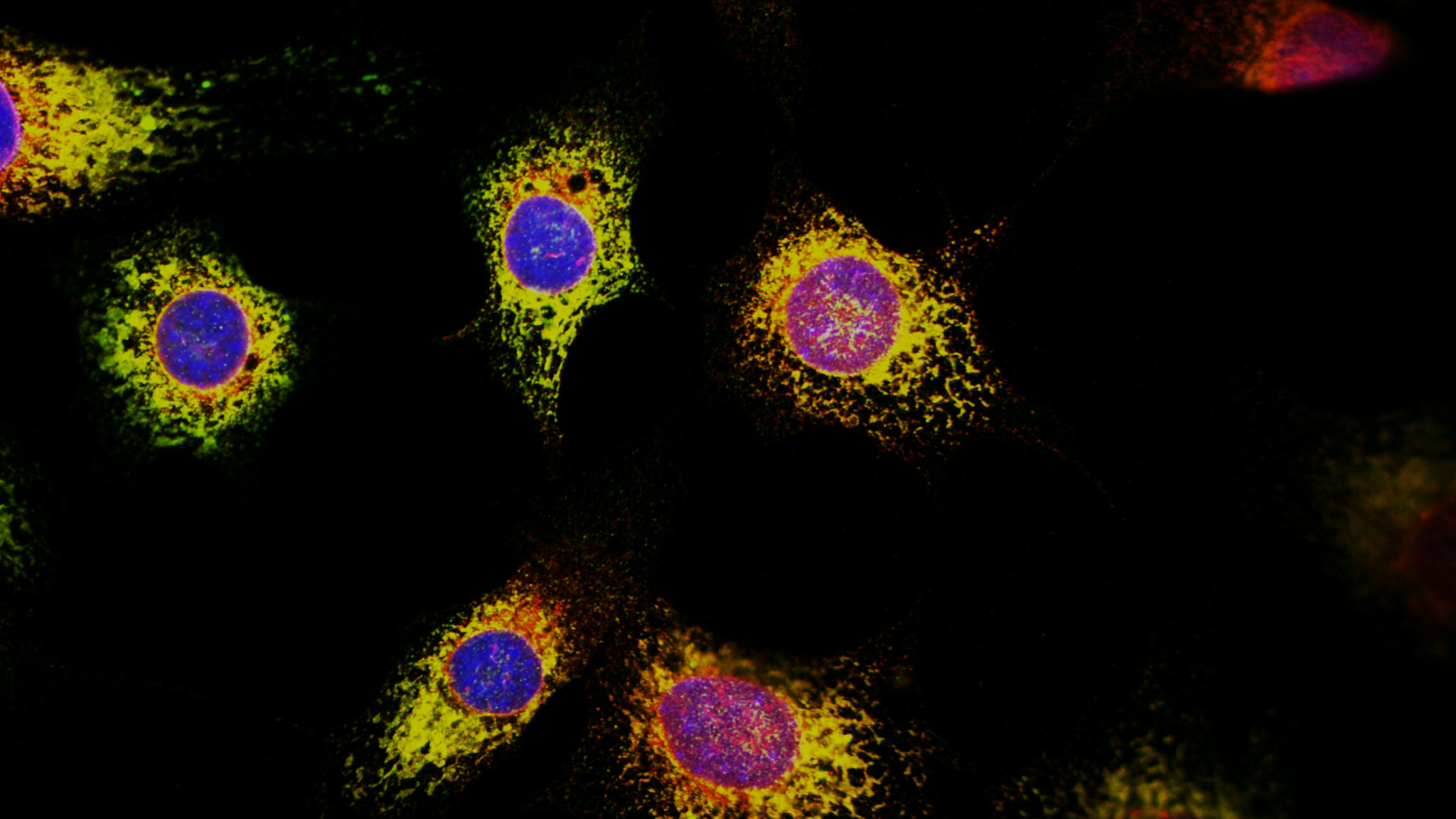 livestop - Conrad Laboratory