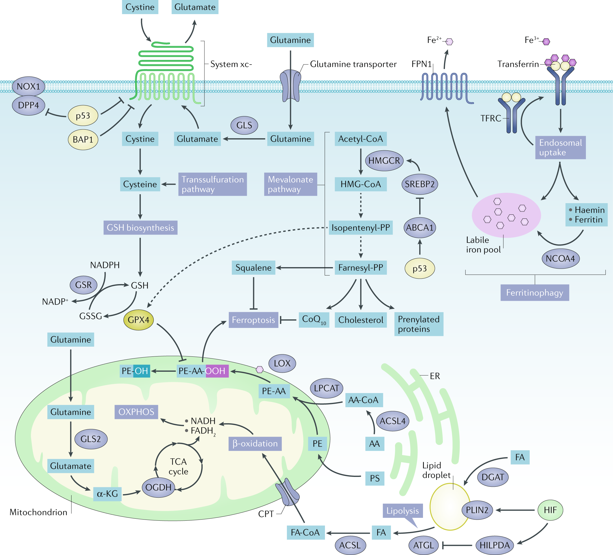 41568_2019_149_Fig1_HTML - Conrad Laboratory